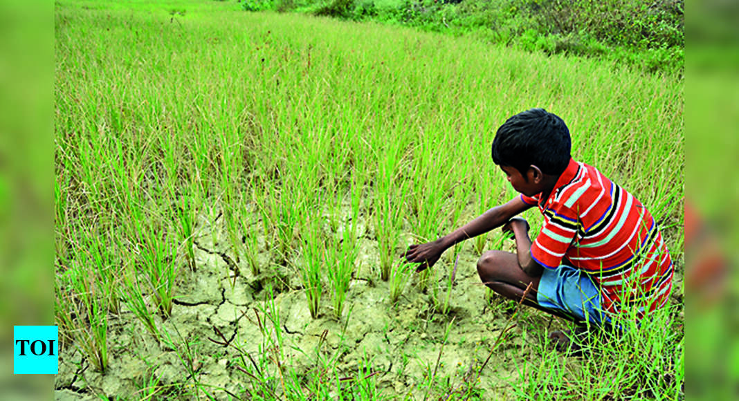 Palamu: Only 673 Farmers Opt For Drought Relief In Palamu | Ranchi News ...