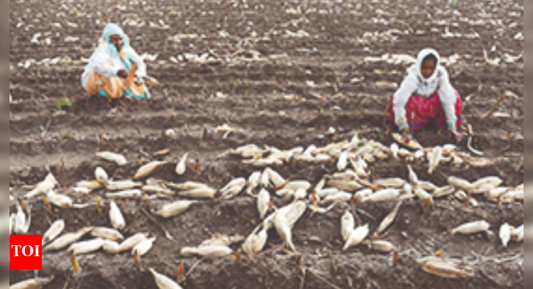 Farmer Gets 90 For Crop Loss; Plaints Of Poor Relief | Mumbai News ...