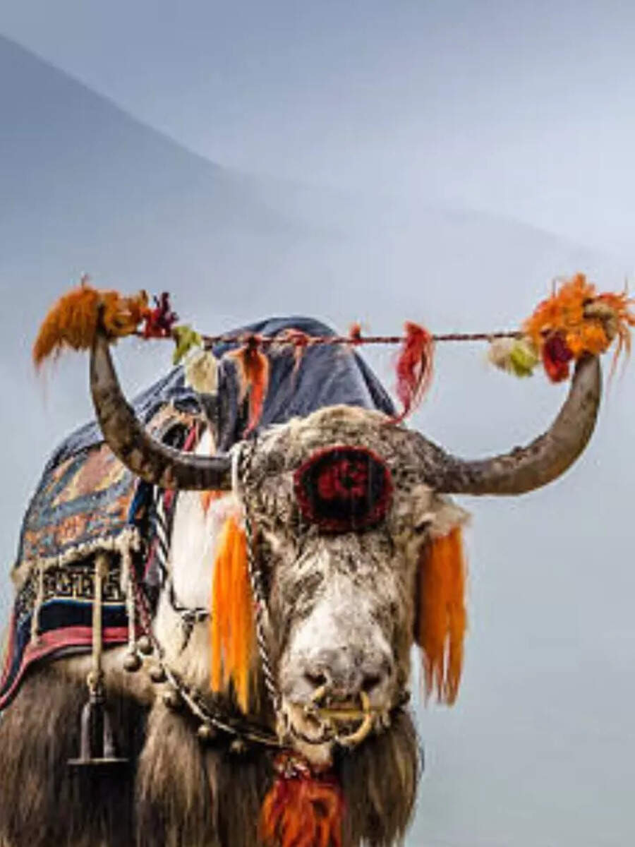 The Himalayan Yak is now a ‘food animal’ | Times Now