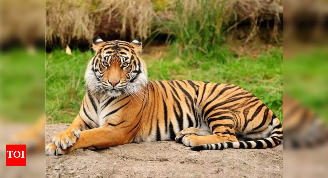 Viral: Tiger charges at a group on a jungle safari; forest officer ...