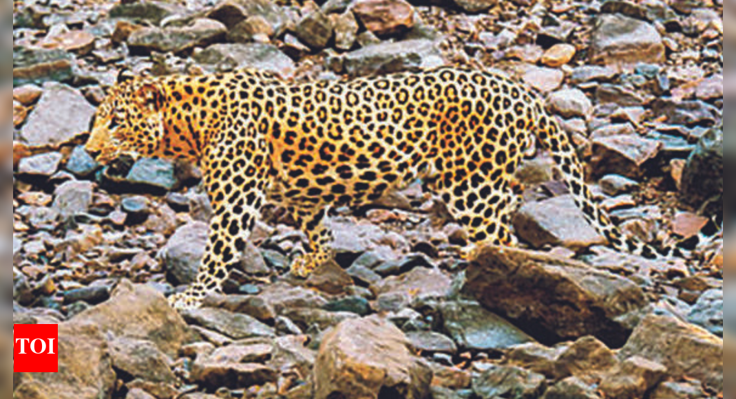 Uttarakhand: 12-year-old boy mauled to death, 3rd child killed in ...