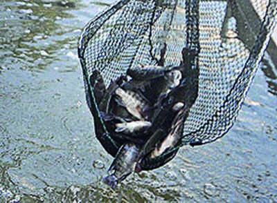 Fish Stocking Initiative Begins In Aruvikkara | Thiruvananthapuram News ...