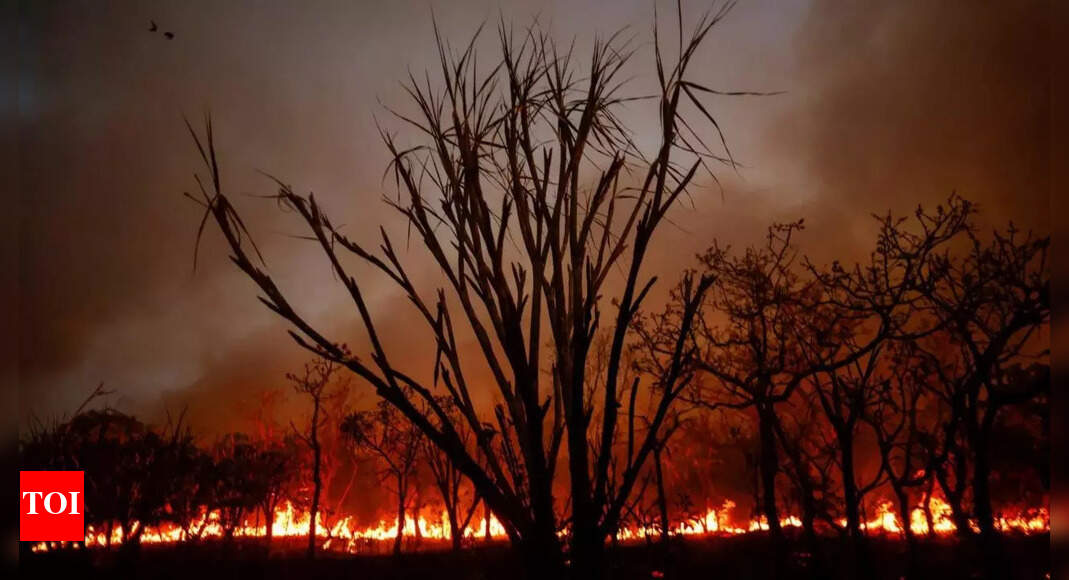 Govt launches national forest fire helpline - The Times of India