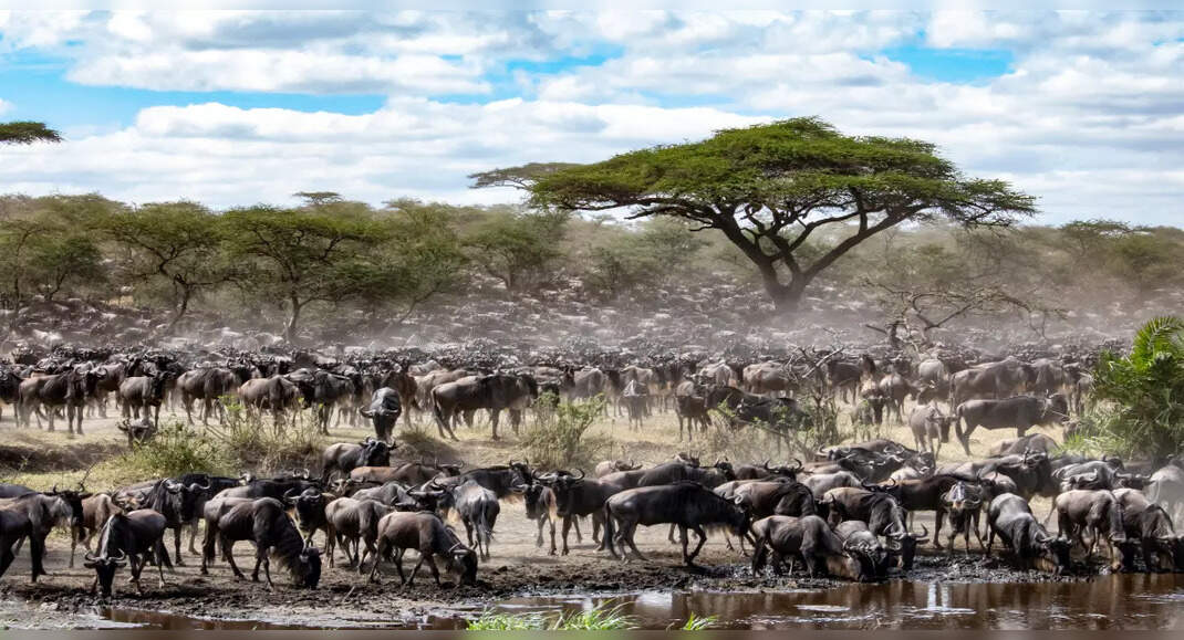 Captivating wildlife migrations around the world | Times of India Travel