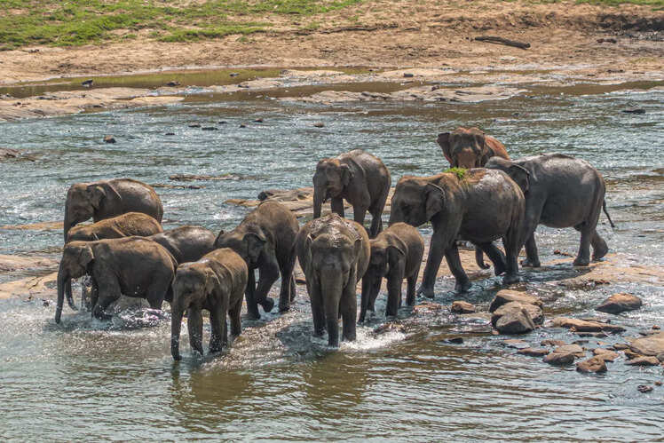 Captivating wildlife migrations around the world | Times of India Travel