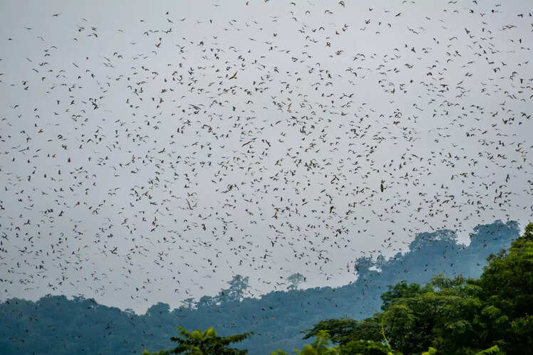 Captivating wildlife migrations around the world | Times of India Travel