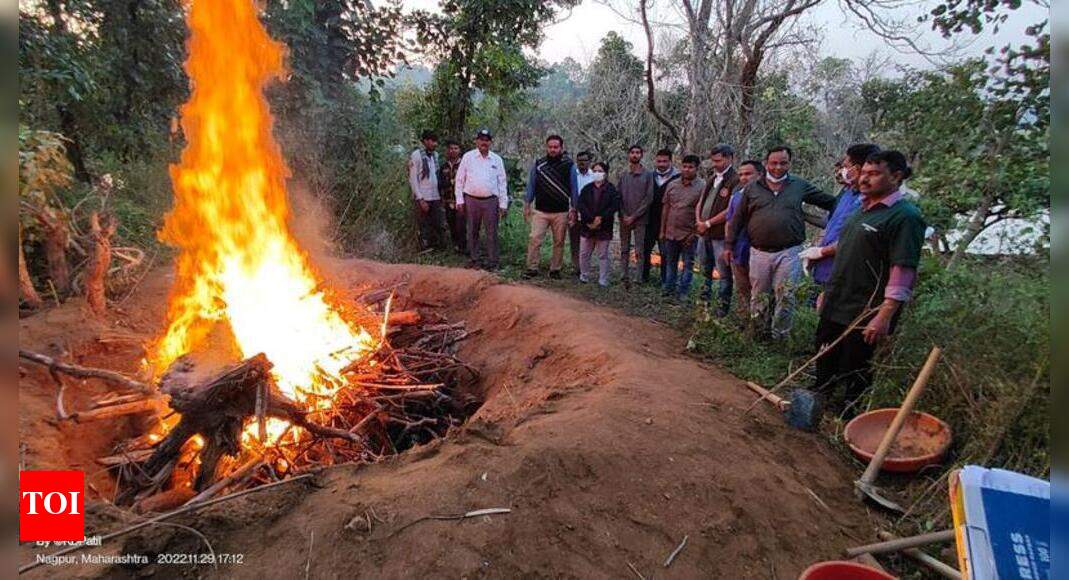 Tiger poached in Pench buffer, paws removed | Nagpur News - Times of India