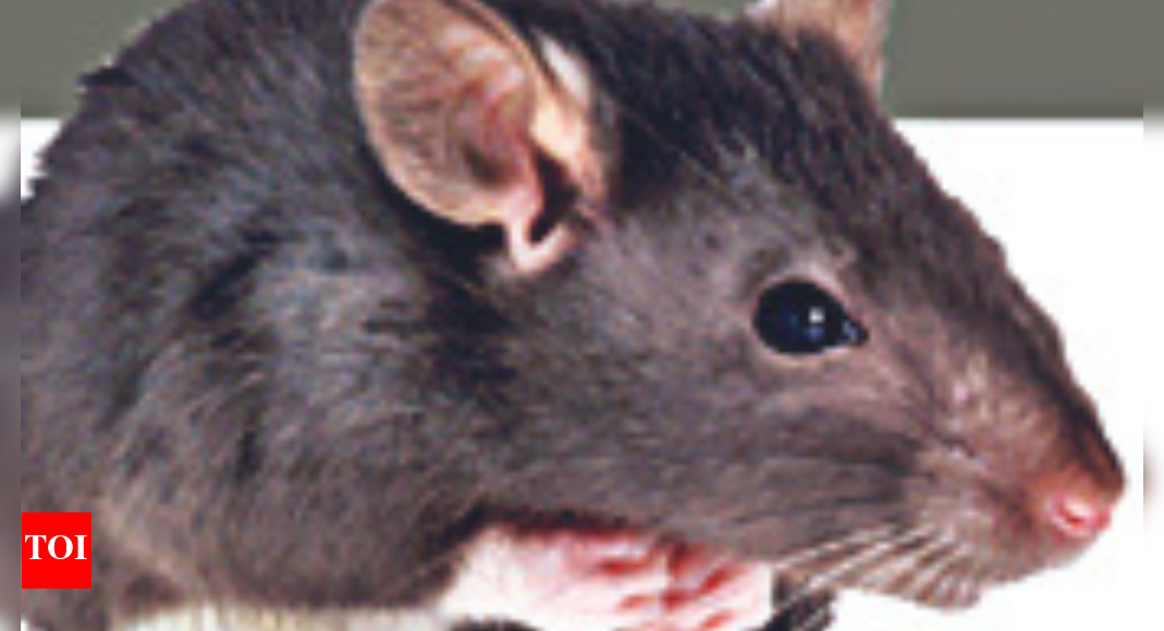 My husband is innocent: Wife of man booked for drowning rat in Uttar ...