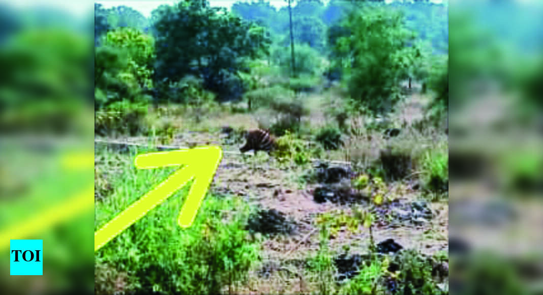 Umred: Corridor Identified Only After Tiger Spotted Crossing Umred ...