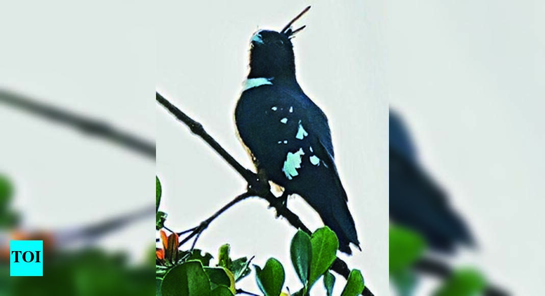 Thiruvananthapuram: Birders Rue Low Bird Sighting Due To ‘habitat ...