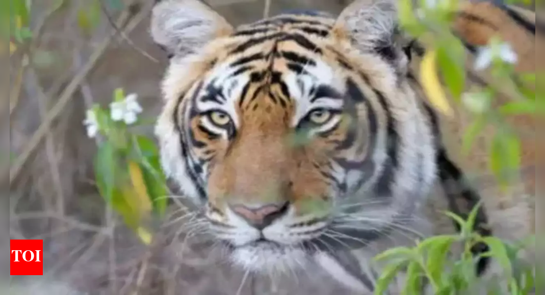 Cnagar: Two Tigers Spotted In C’nagar Village | Mysuru News - Times of ...