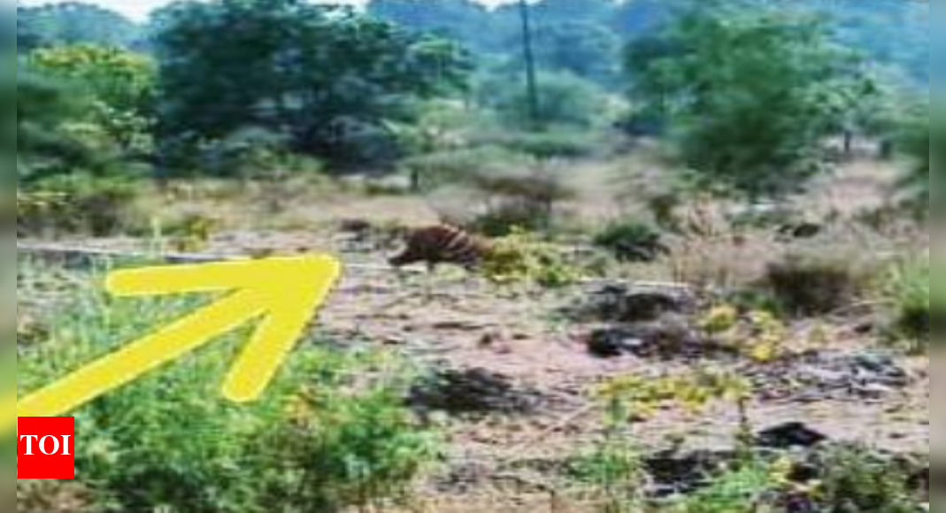 Umred: Maharashtra: Corridor identified only after tiger spotted ...
