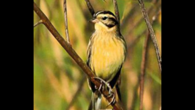Rare bird returns to South Bengal this winter | Kolkata News - Times of ...