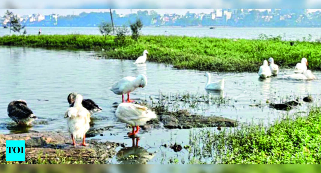 Rankala: 5 Swans Released In Rankala Lake; Bird Experts Wary Of Impact ...