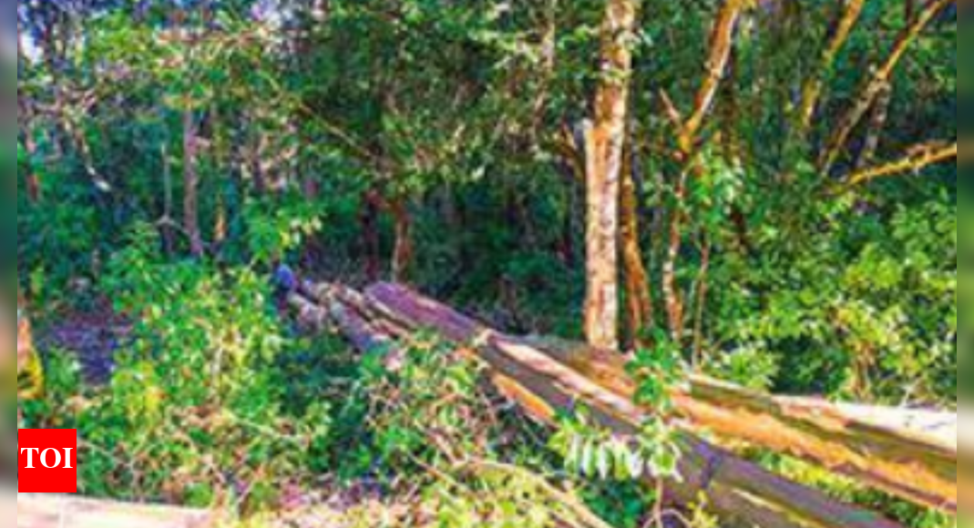 Tamil Nadu: Forest department seeks approval for better facilities near ...