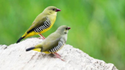Green Avadavat: Captured Munias Give Birth To 4 Chicks In 1st Breeding ...