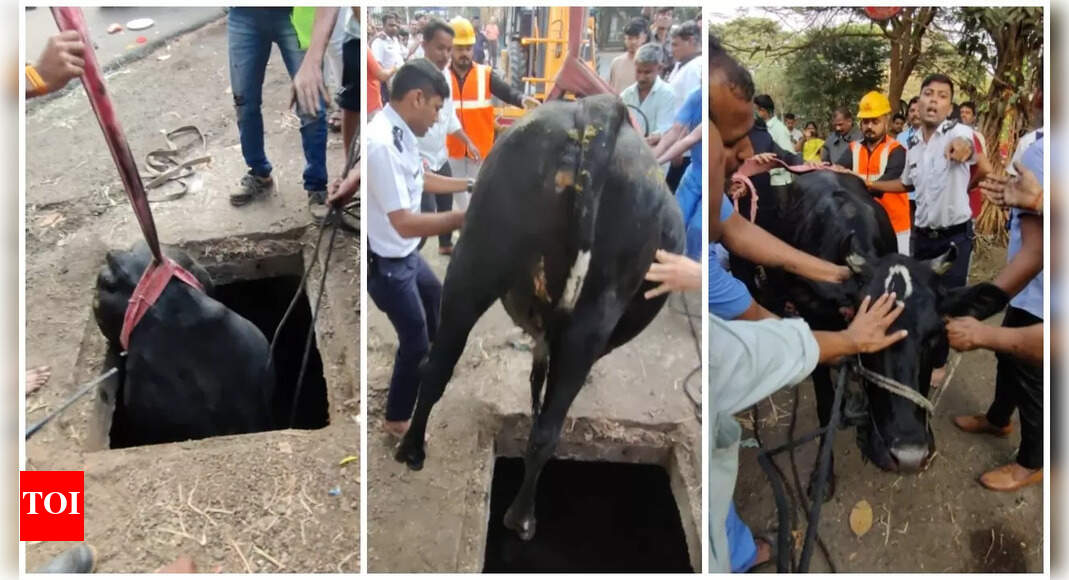 Thane: Pregnant cow lands in drain, brought out after 7-hour rescue ...