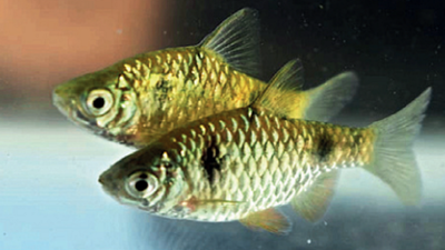 Jalgaon: Maharashtra’s 1st record of spotted sail barb fish in Jalgaon ...