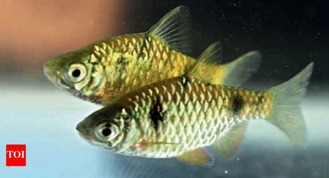Jalgaon: Maharashtra’s 1st record of spotted sail barb fish in Jalgaon ...