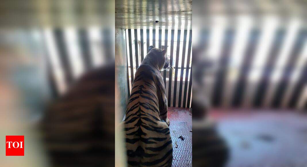 Maharashtra: Tiger that killed 3 in Nagbhid captured | Nagpur News ...