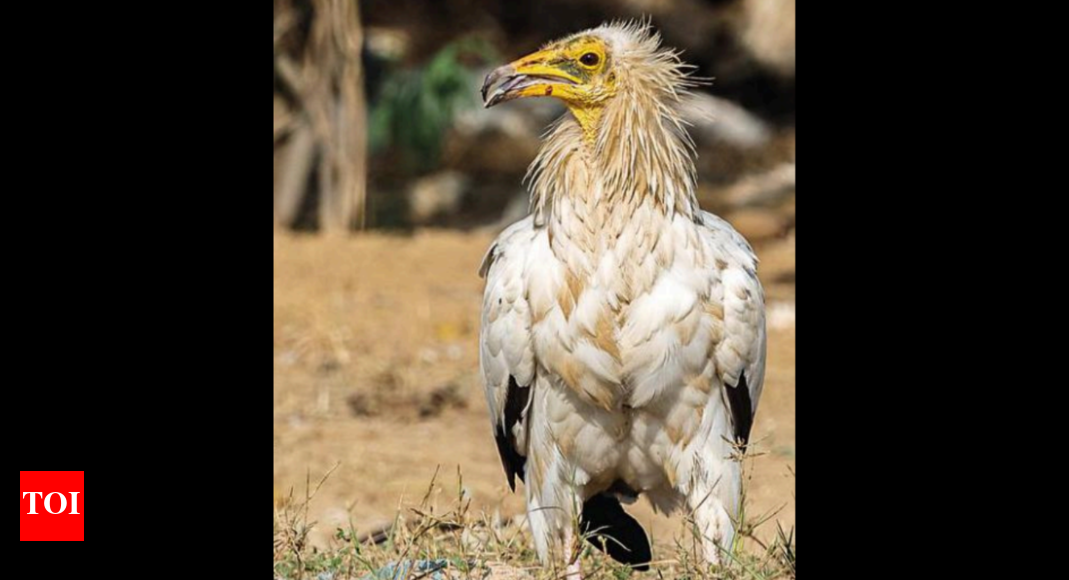 50% rise in raptor sighting this year, finds Asola survey | Delhi News ...