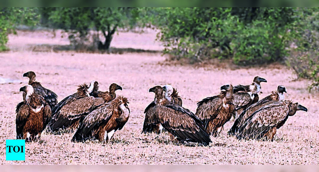 Jaisalmer: 7 Species Of Vultures Spotted In Jaisalmer | Jaipur News ...