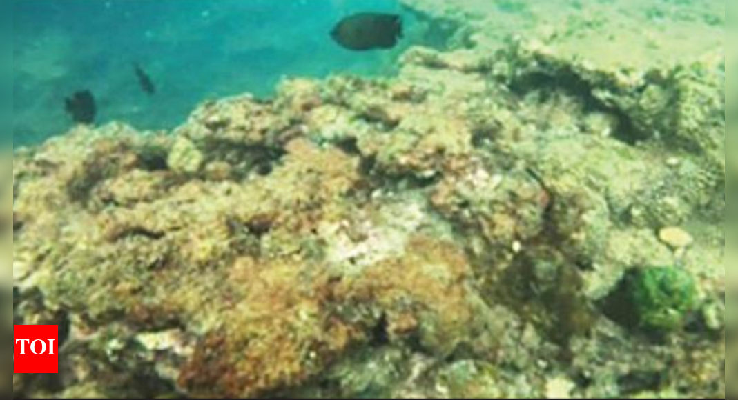 Terekhol: After Grande & Bat Island, Terekhol Goa’s latest locale of ...