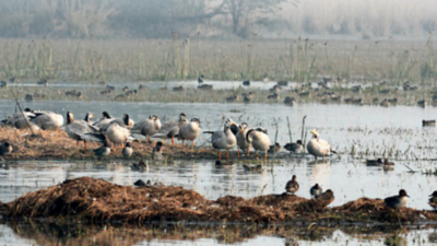Sandy Mounds & Logs: How Sultanpur National Park Plans To Draw More ...