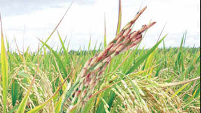Ensure MSP to farmers in paddy procurement, Andhra Pradesh CM YS ...