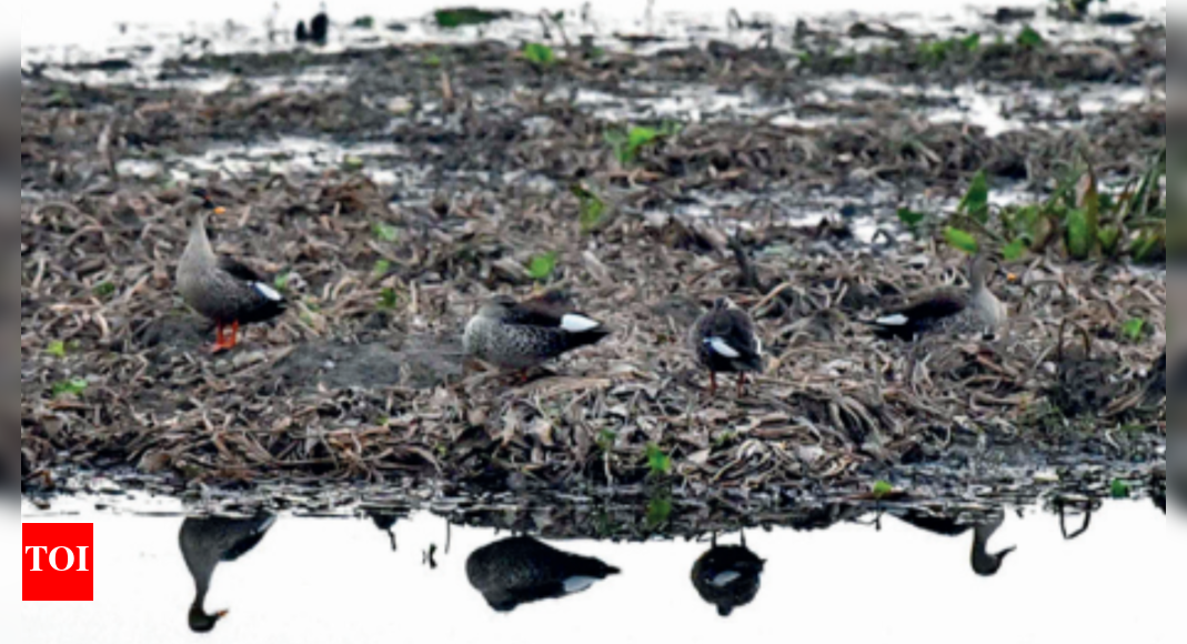 Okhla: Lack Of Water Or Pollution? Birds Take Wing Out Of Okhla ...