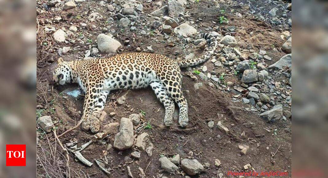 2 leopards found dead of suspected snake bite in Melghat | Nagpur News ...