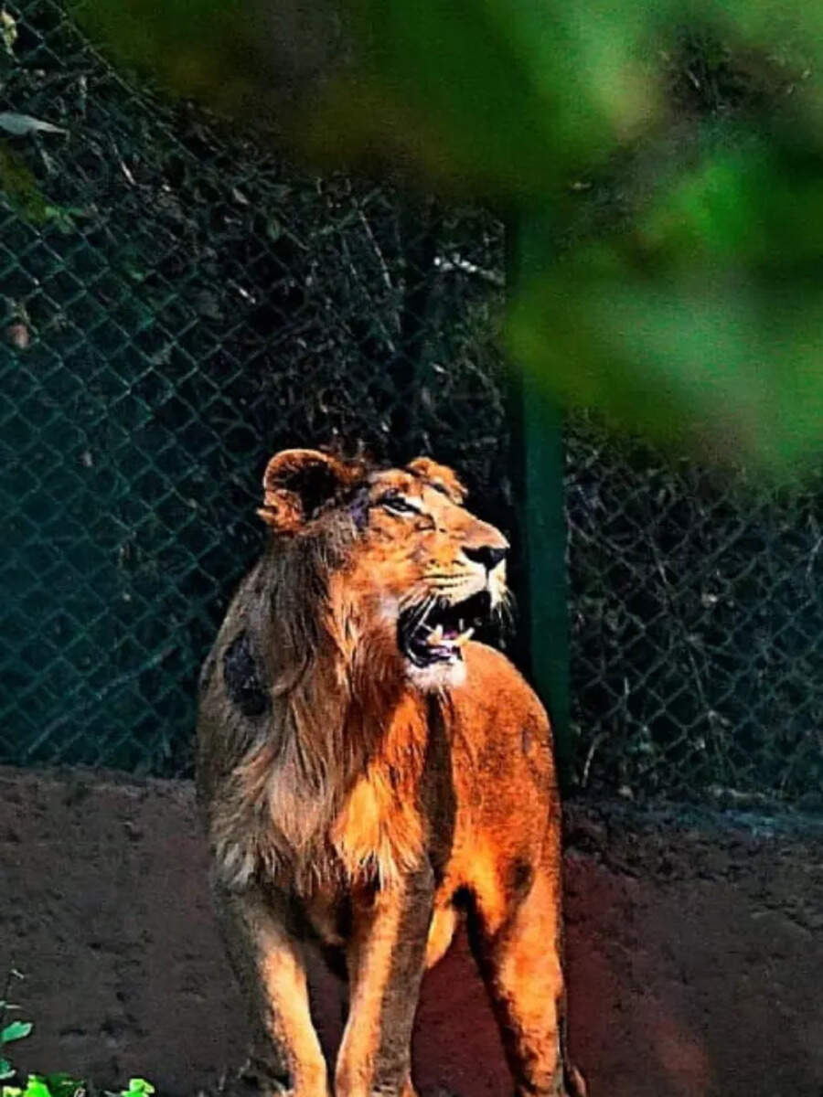 King of beasts from Gujarat roars at SGNP | Times of India