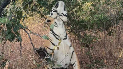 Madhya Pradesh: Tiger found 'hanging' in Panna | India News - Times of ...