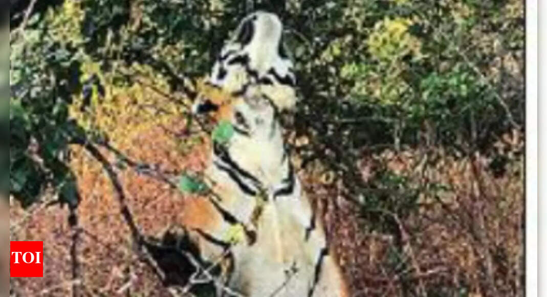 Poachers’ noose strangles Panna tiger | Bhopal News - Times of India