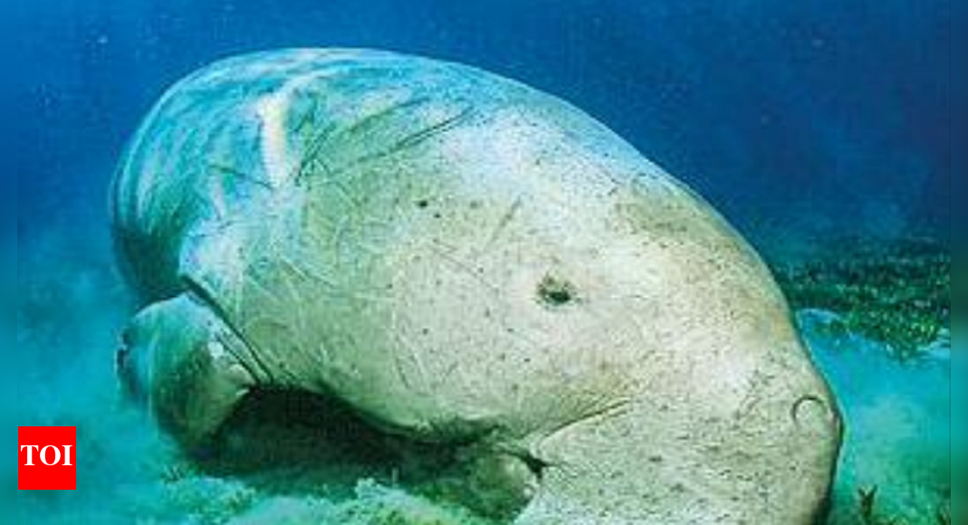 In Tamil Nadu, Fishers rescue dugong, olive ridley caught in net ...