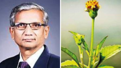 Kolhapur: New Sunflower Species Named After Kolhapur Botanist Bachulkar ...
