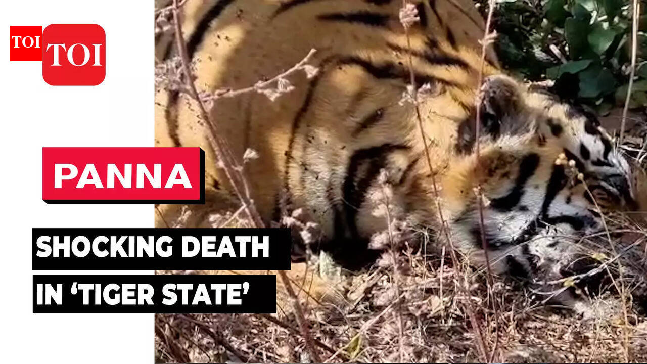 panna: Shocking: Tiger found hanging at ‘Panna Tiger reserve’ in MP
