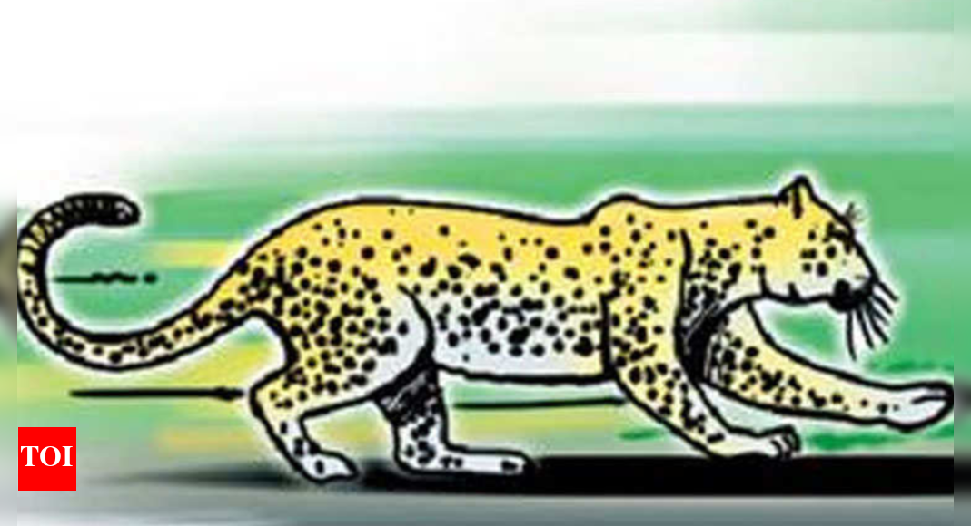 Tehri's 'man-eater' leopard shot dead by forest department shooters ...