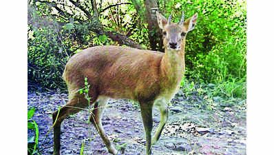 Sariska: 4-horned Antelope Spotted In Sariska After Eight Years ...
