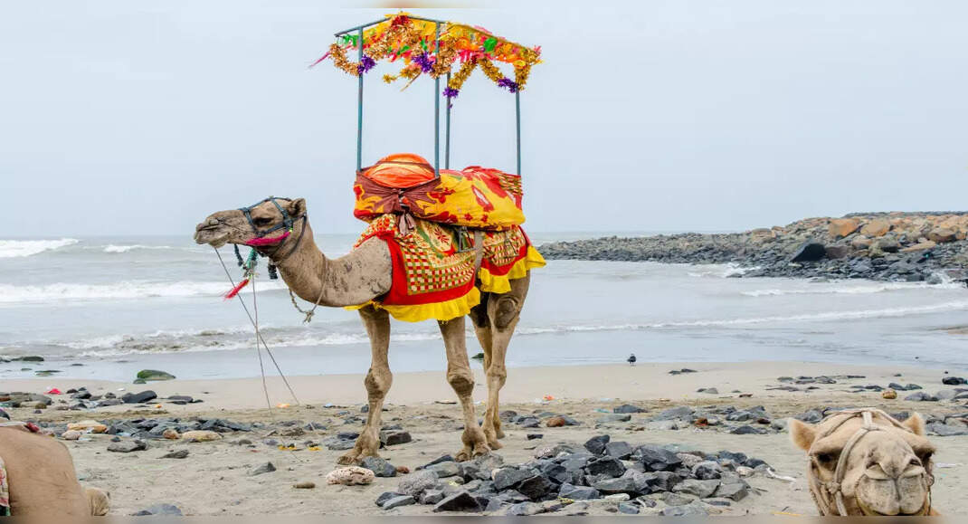 In Pictures Cool Ways To Experience Daman And Diu Times Of India Travel