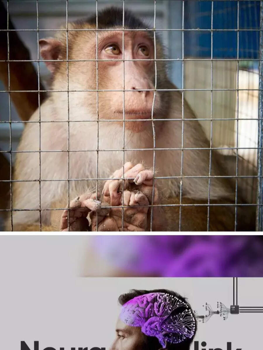 Elon Musk's Neuralink Chip kills over 1500 animals in experiments, Many ...