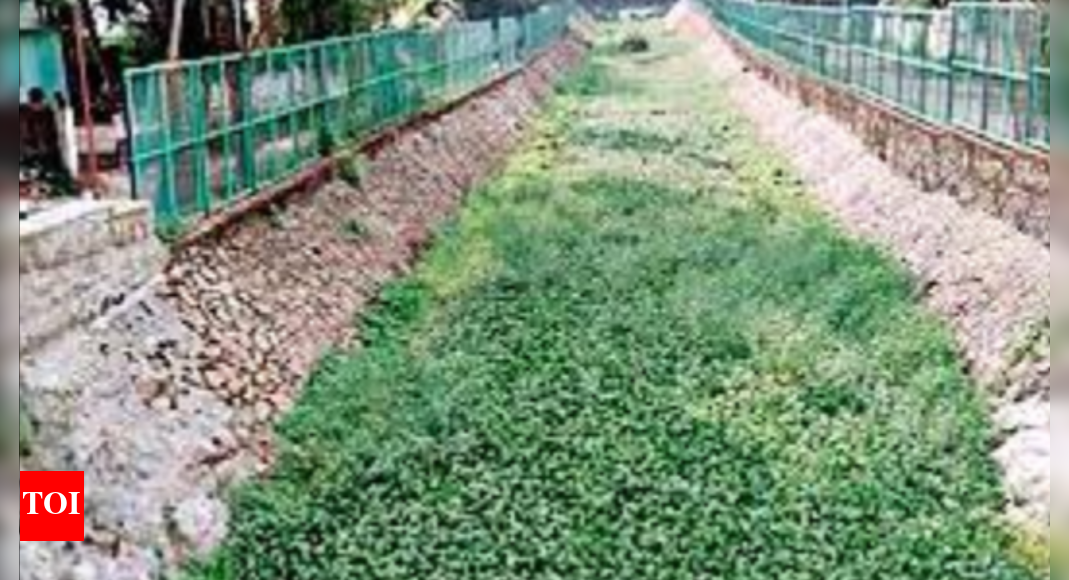 Andhakara canal needs proper upkeep in Kerala | Kochi News - Times of India