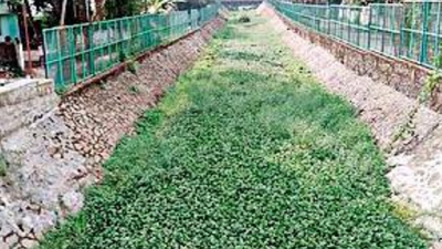 Tripunithura: Canal needs proper upkeep in Tripunithura | Kochi News ...