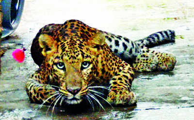 Deolali Camp: 5-year-old Leopard Rescued In Deolali Camp Area | Nashik ...
