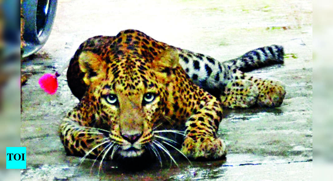 Deolali Camp: 5-year-old Leopard Rescued In Deolali Camp Area | Nashik ...