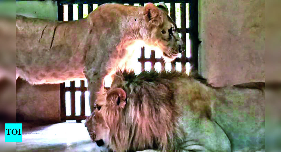 Gadag: Binkadkatti Zoo In Gadag Welcomes Two Asiatic Lions | Hubballi News - Times of India