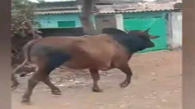 Bull dies of rabies after injuring 7 people in Bhubaneswar ...
