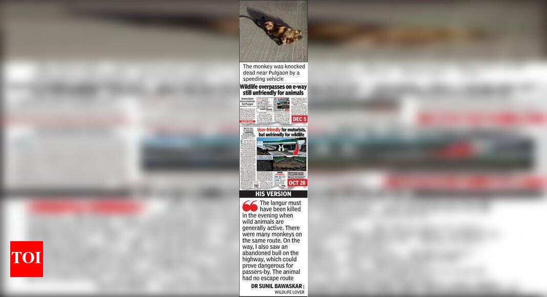 Hours after Samruddhi opening, monkey crushed to death near Pulgaon ...