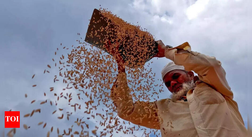 Paddy: States that grew less paddy bounce back with wheat | India News ...