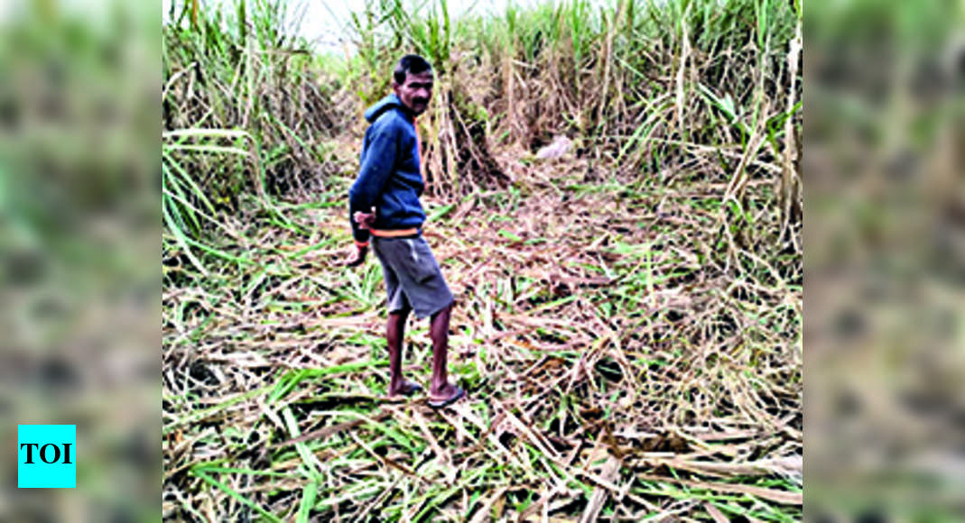 Khanapur: Jumbos Destroy Crops On 20 Acres | Hubballi News - Times of India